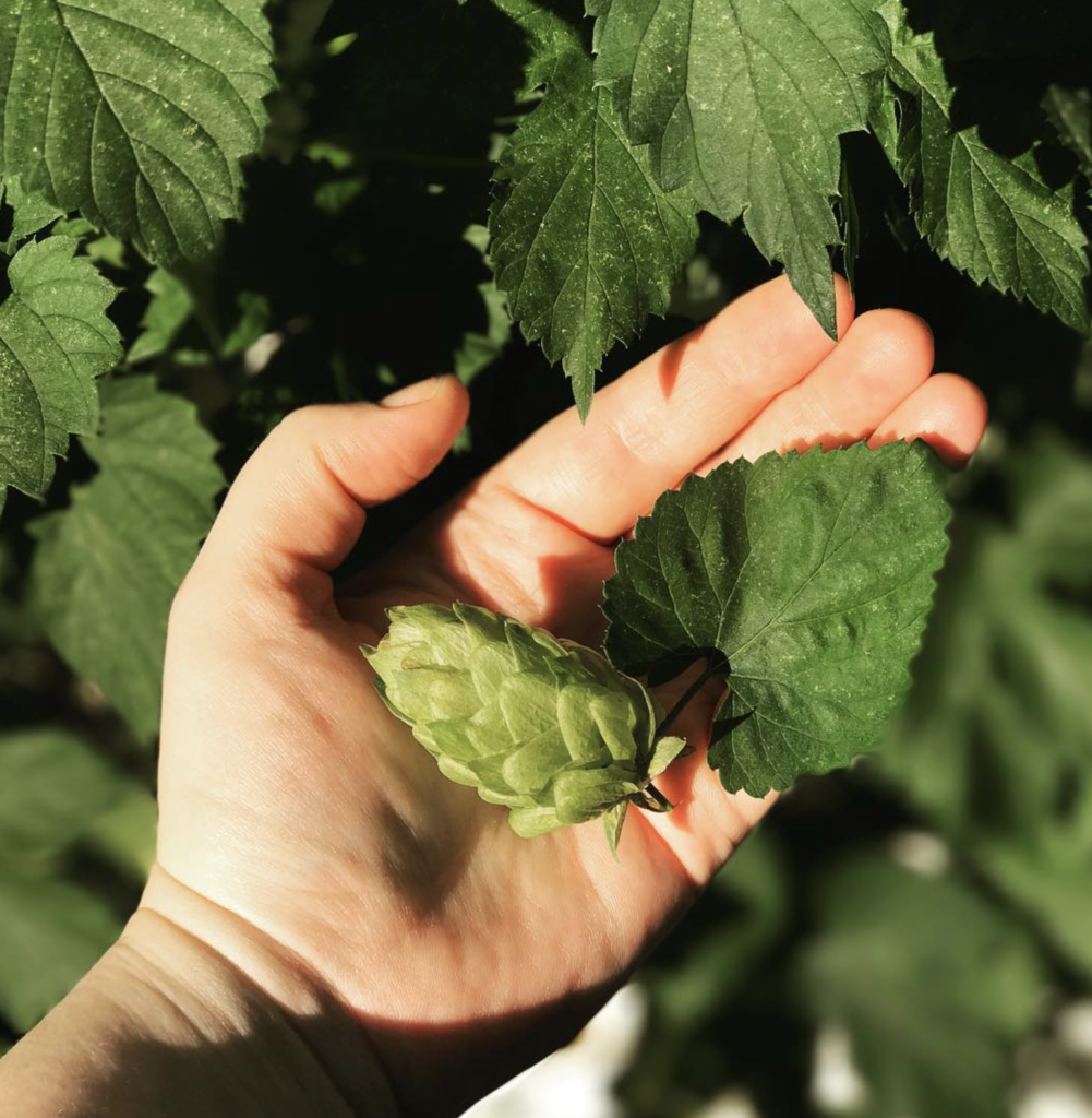 Rock Knoll IPA - fulcrabrewing.com